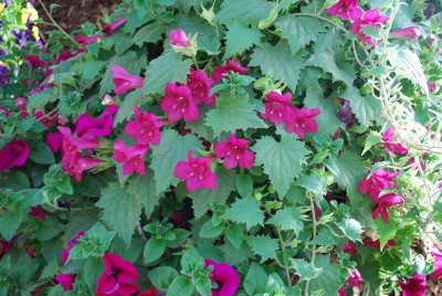 SpringTrials.org -- California Spring Trials