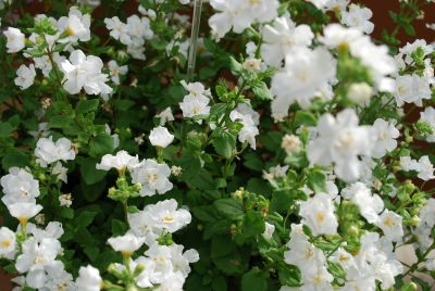 SpringTrials.org -- California Spring Trials