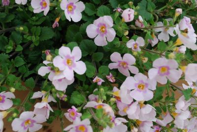 SpringTrials.org -- California Spring Trials