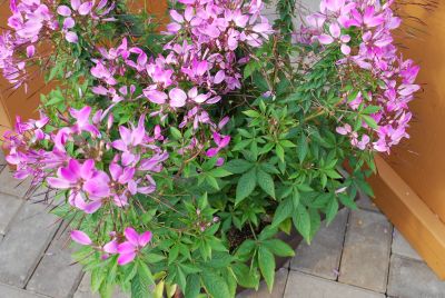 SpringTrials.org -- California Spring Trials