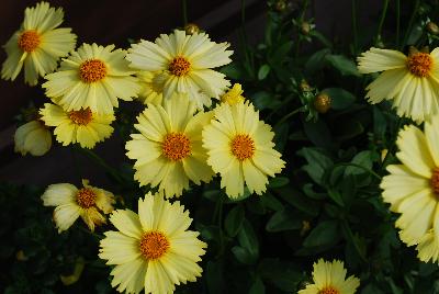 SpringTrials.org -- California Spring Trials