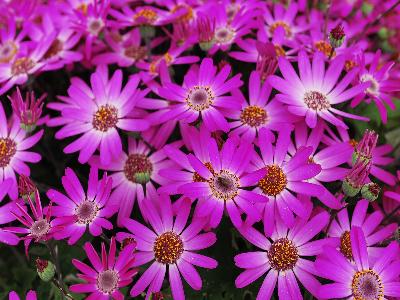 SpringTrials.org -- California Spring Trials