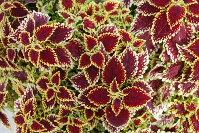 SpringTrials.org -- California Spring Trials