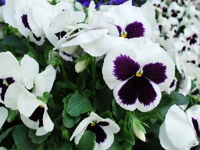 SpringTrials.org -- California Spring Trials