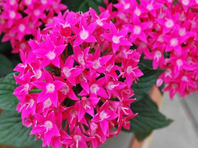SpringTrials.org -- California Spring Trials