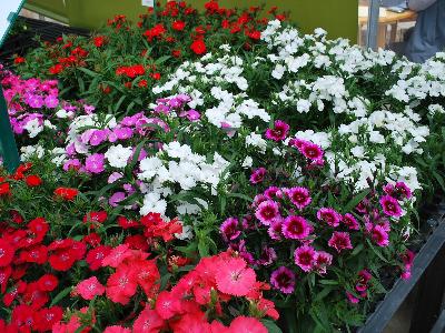 SpringTrials.org -- California Spring Trials