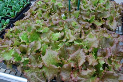 SpringTrials.org -- California Spring Trials