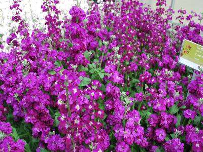 SpringTrials.org -- California Spring Trials