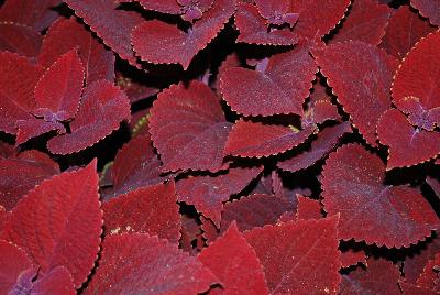SpringTrials.org -- California Spring Trials