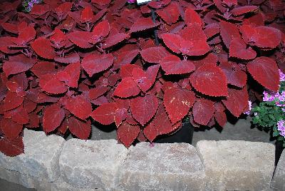 SpringTrials.org -- California Spring Trials