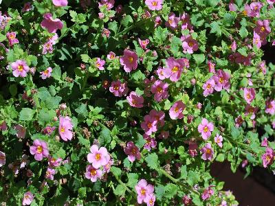 SpringTrials.org -- California Spring Trials