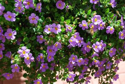 SpringTrials.org -- California Spring Trials