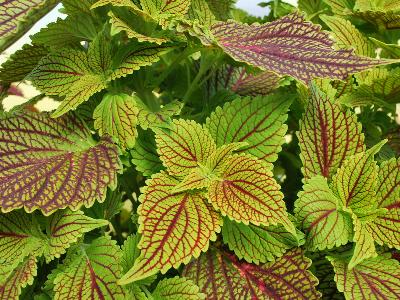 SpringTrials.org -- California Spring Trials