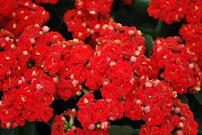 SpringTrials.org -- California Spring Trials