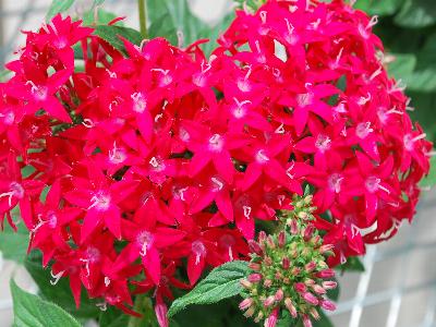 SpringTrials.org -- California Spring Trials