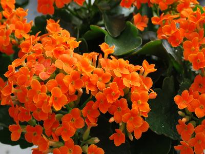 SpringTrials.org -- California Spring Trials