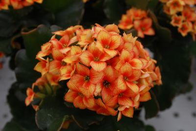 SpringTrials.org -- California Spring Trials