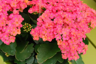 SpringTrials.org -- California Spring Trials