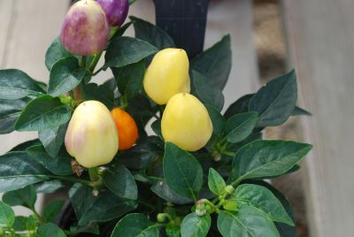 SpringTrials.org -- California Spring Trials