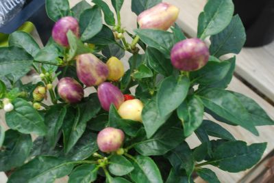 SpringTrials.org -- California Spring Trials