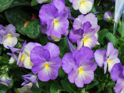 SpringTrials.org -- California Spring Trials